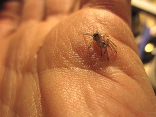 Baby Tarantula & Wildflower Hike on Mt. Diablo on Apr. 4th – Beyond the ...