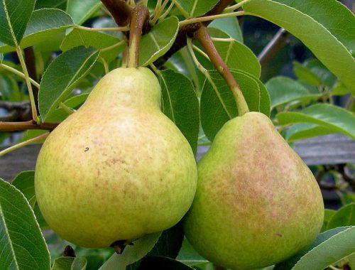 Beyond the Creek - Walnut Creek Observations